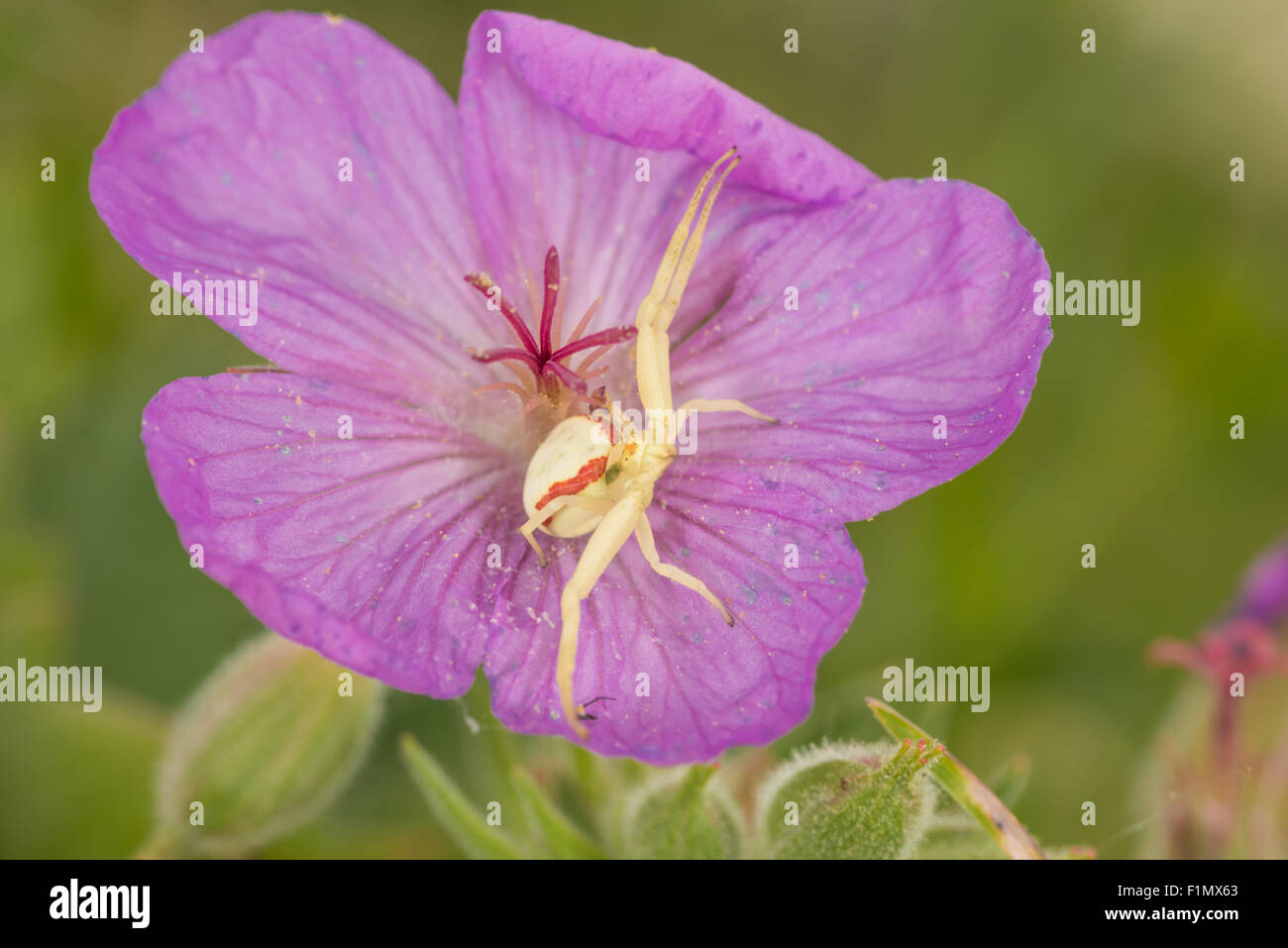 Spider geranium hi-res stock photography and images - Alamy