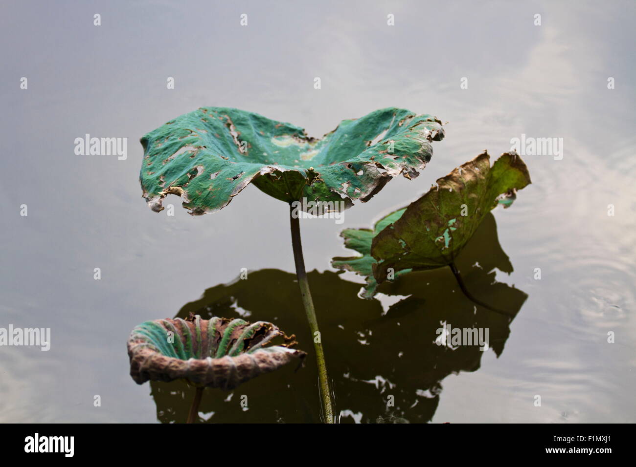 Black root pool hi-res stock photography and images - Alamy