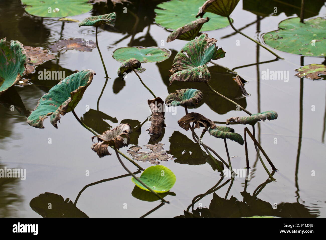 Lotus flower withered hi-res stock photography and images - Alamy