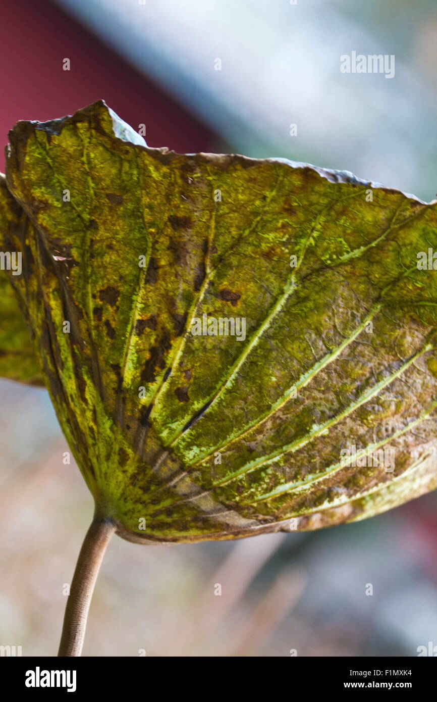 faded lotus leaves in winter Stock Photo - Alamy