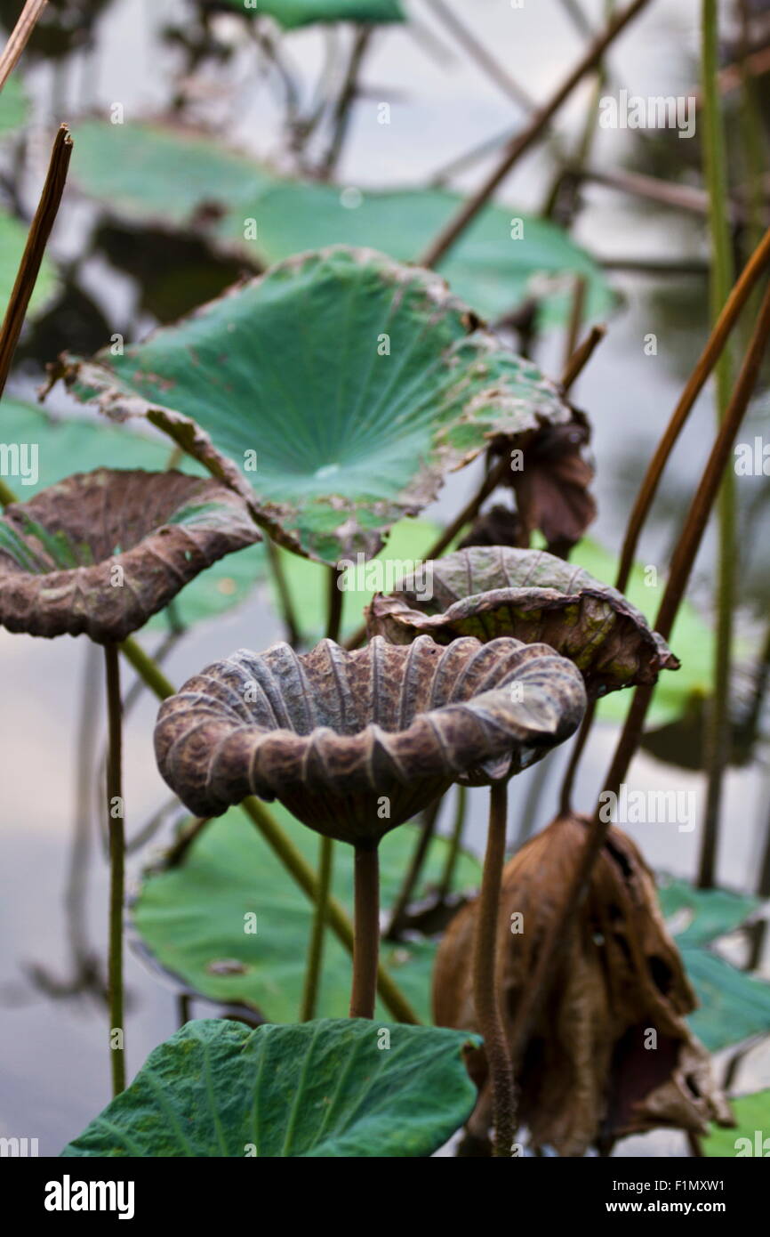 Lotus leaves withered hi-res stock photography and images - Alamy