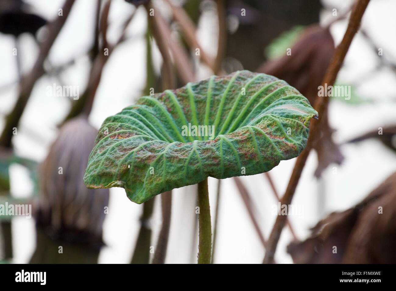 Mature day lily hi-res stock photography and images - Alamy