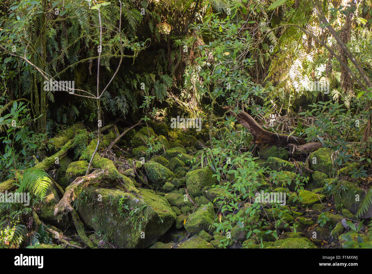 Dense jungle scene hi-res stock photography and images - Alamy