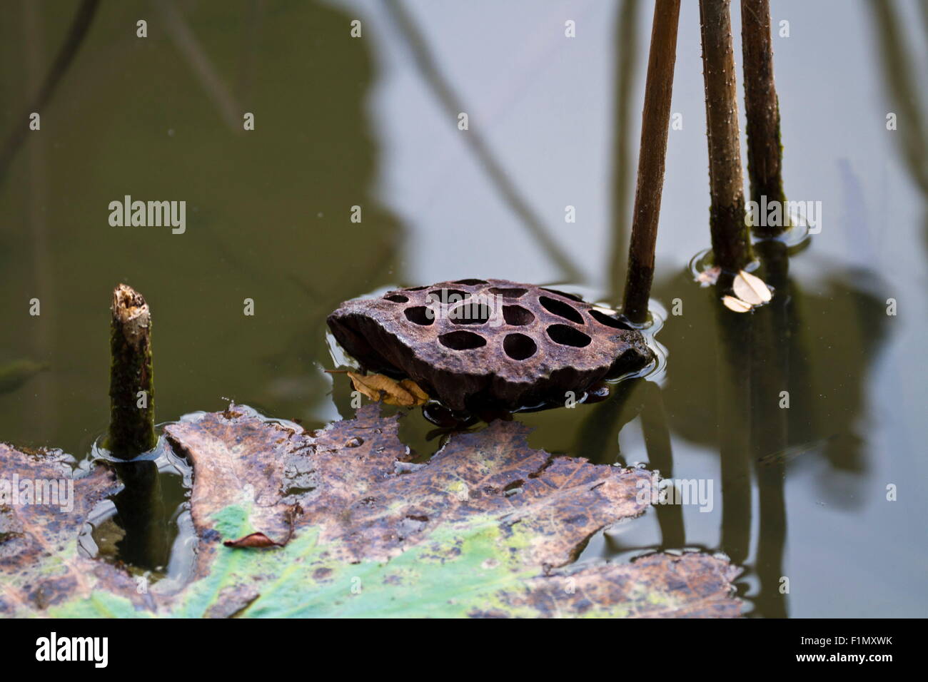 Faded lily hi-res stock photography and images - Alamy