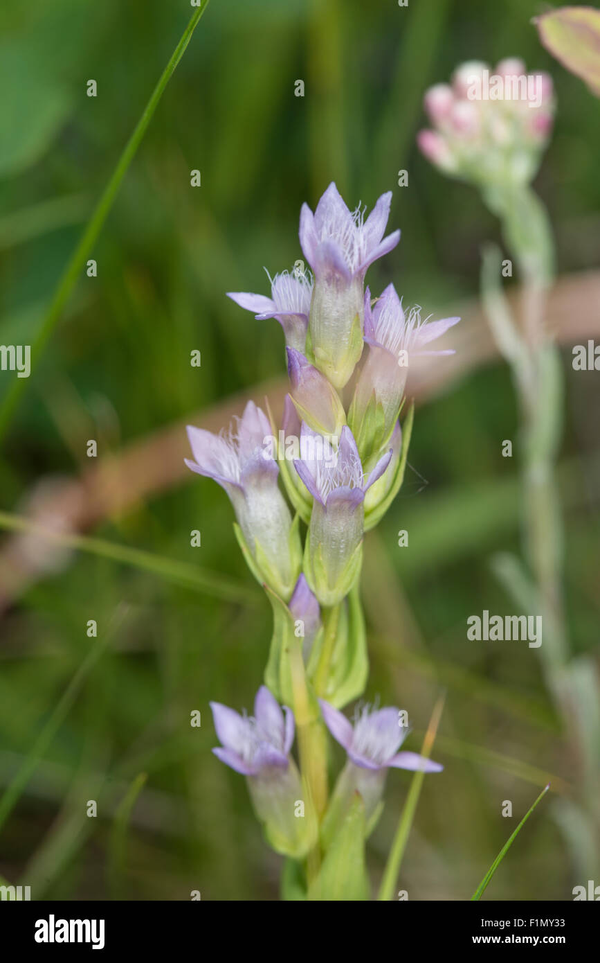 Wildflowers waterton lakes national park hi-res stock photography and ...