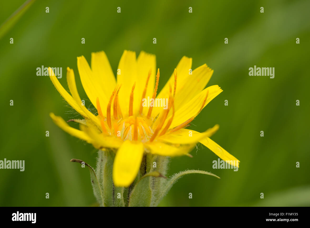 Pale false-dandelion flower, Agoseris glauca, growing in a mountain ...