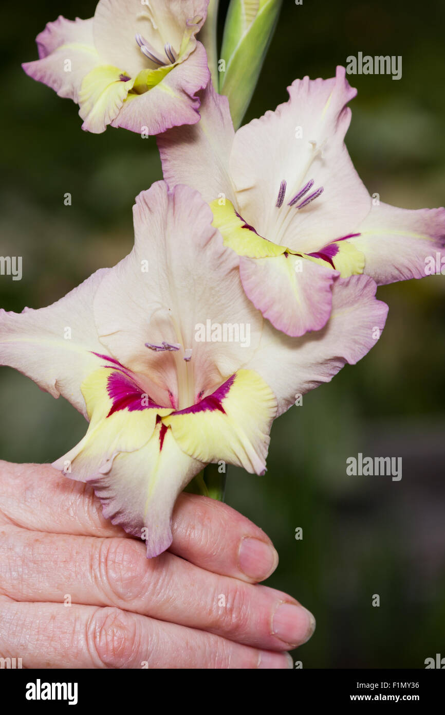 A mature woman holds a stalk of blooming glad flowers grown in her ...