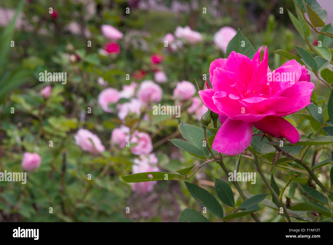 Explorer series hi-res stock photography and images - Alamy