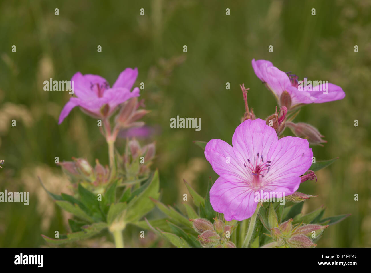 Sticky-purple geranium, Geranium viscosissimum flowers growing in a ...