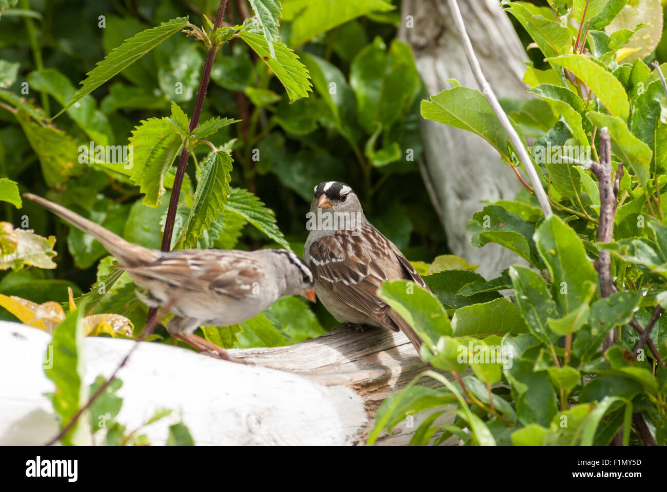 A pair of white-crowned sparrows, Zonotrichia leucophrys standing on ...