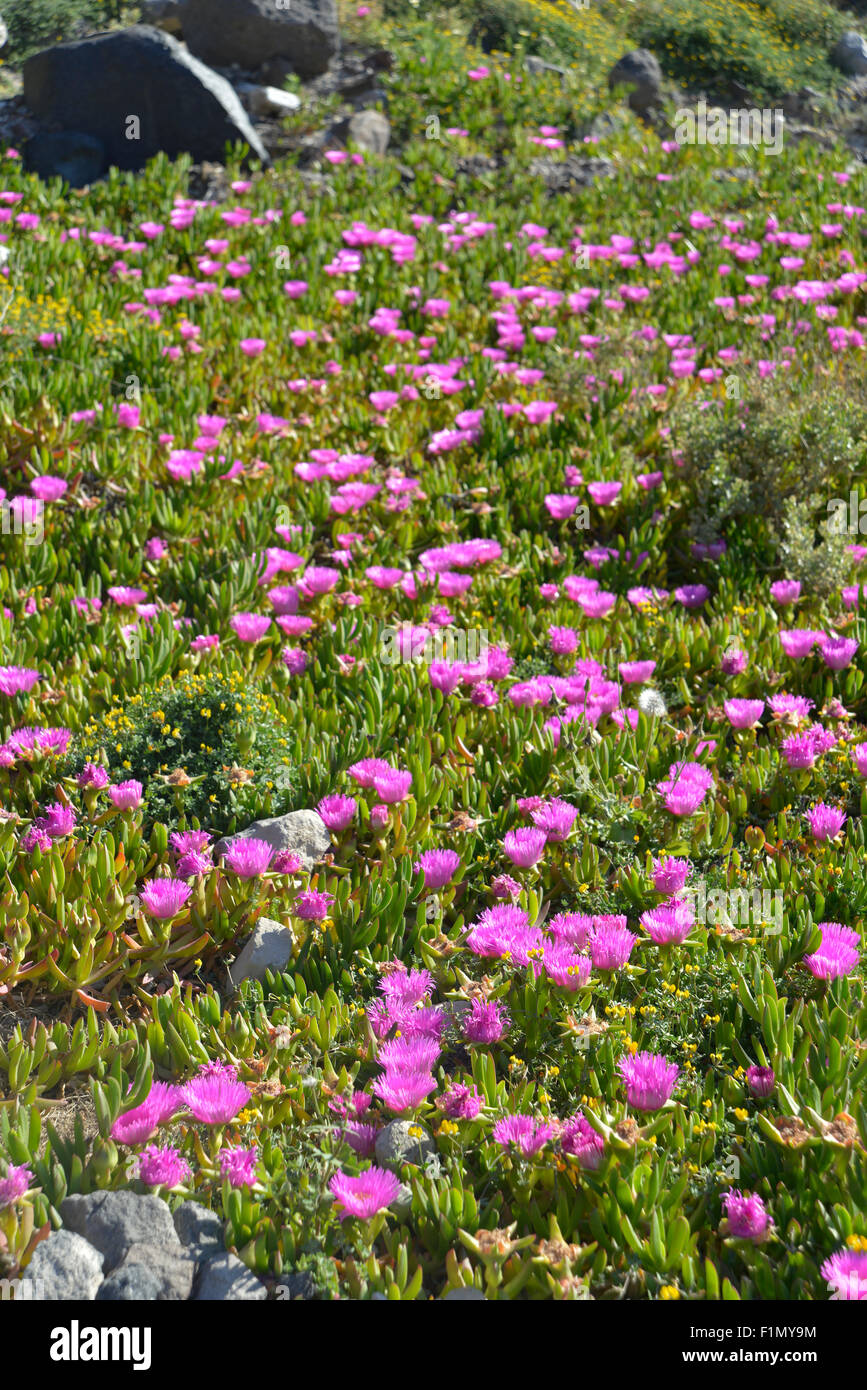 Greece spring flowers hi-res stock photography and images - Alamy