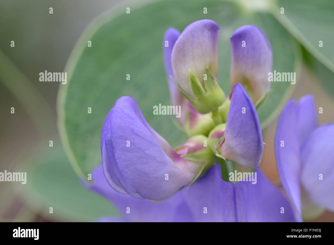 Blue Lathyrus close up in garden Stock Photo - Alamy