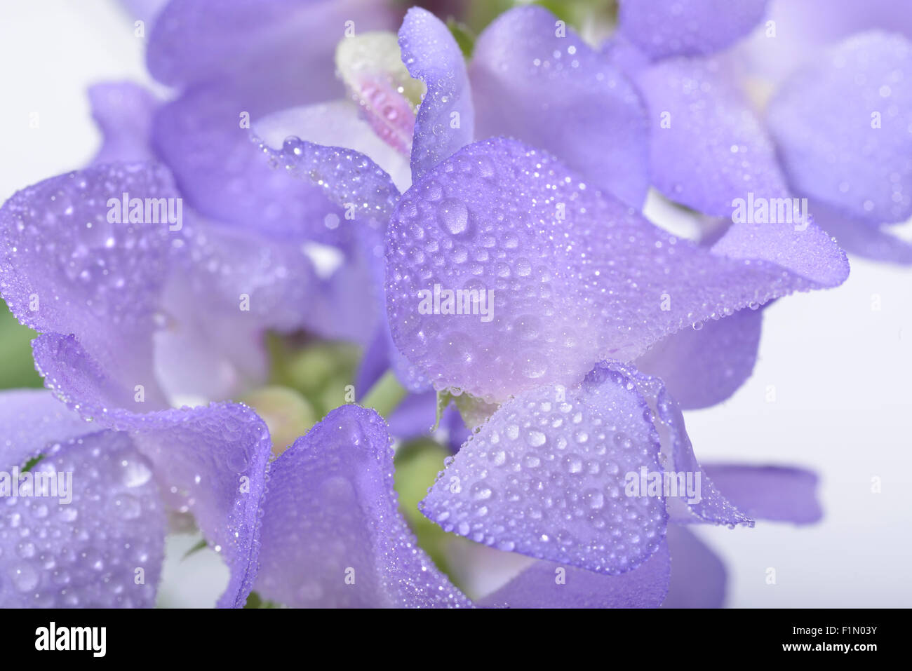 Blue Lathyrus with water drops isolated on white background Stock Photo ...