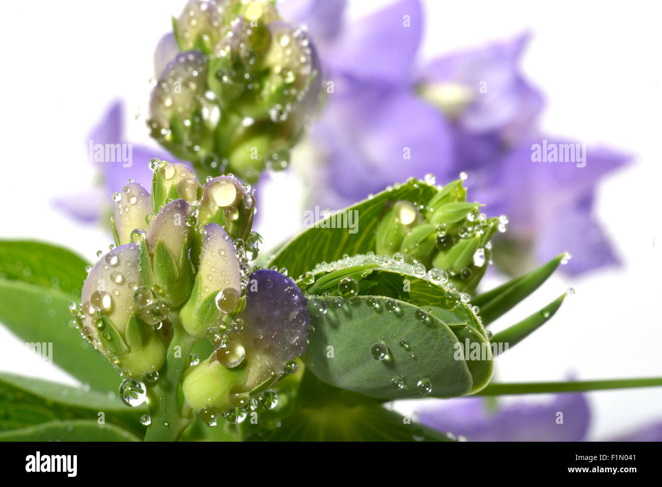 Blue Lathyrus close up in garden Stock Photo - Alamy