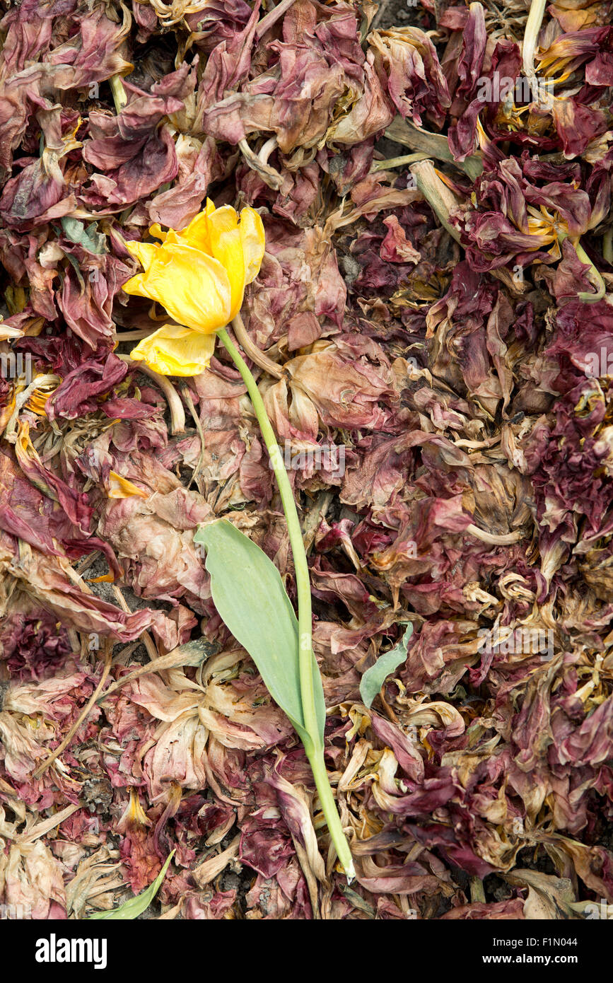 Dead tulips hi-res stock photography and images - Alamy