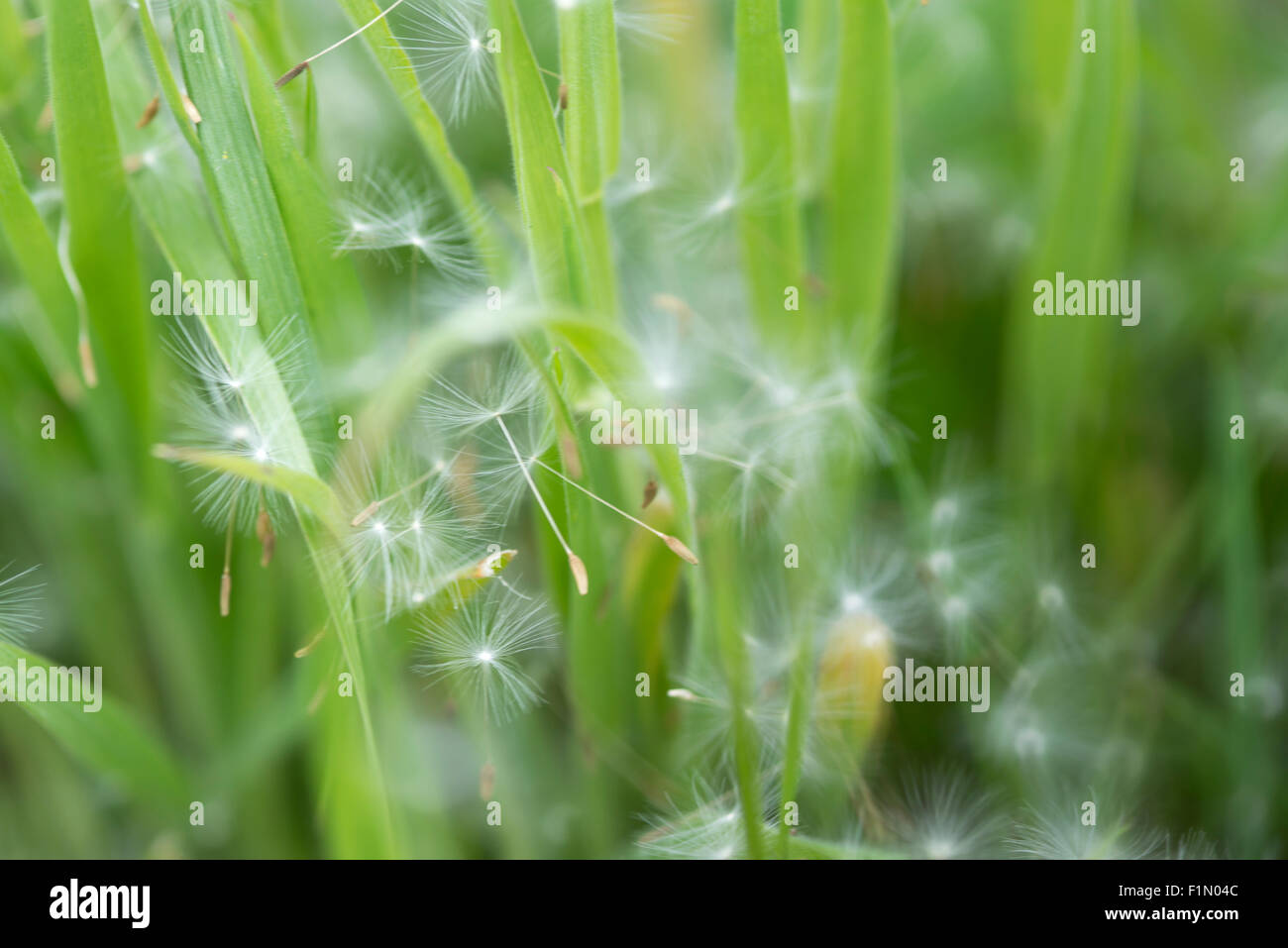 Fluff blowing hi-res stock photography and images - Alamy