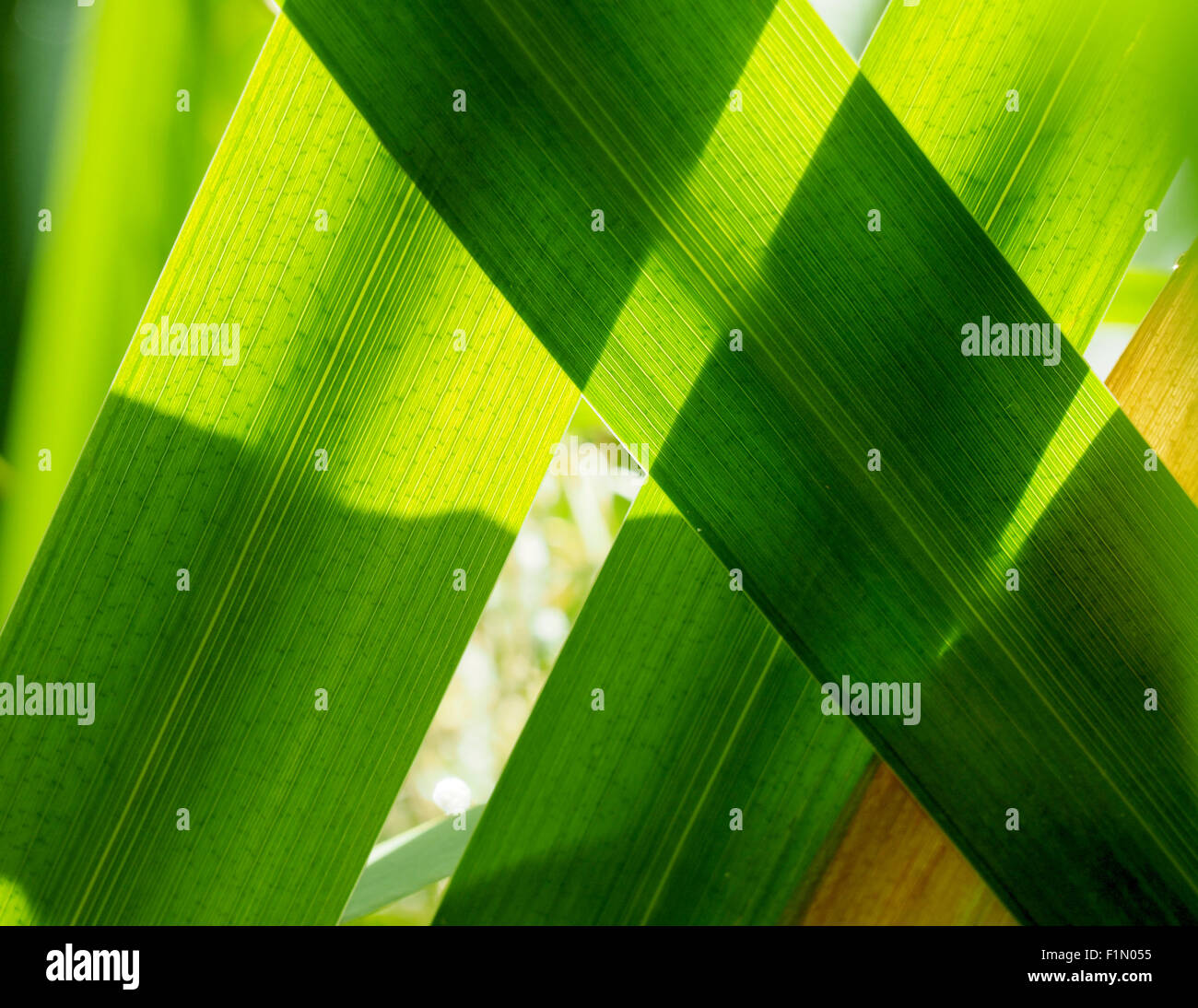 Reed blades hi-res stock photography and images - Alamy