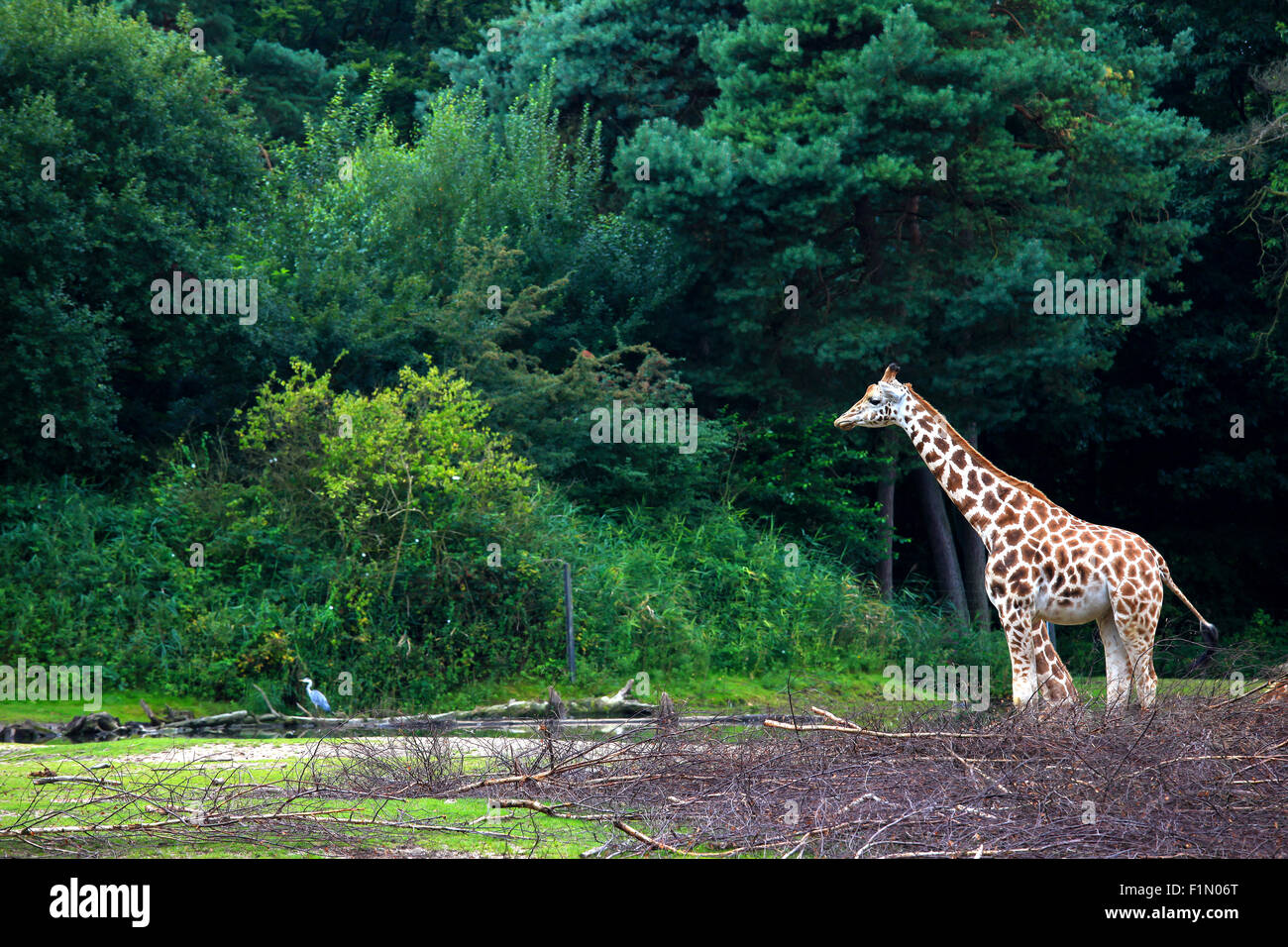 Giraffe in nature hi-res stock photography and images - Alamy