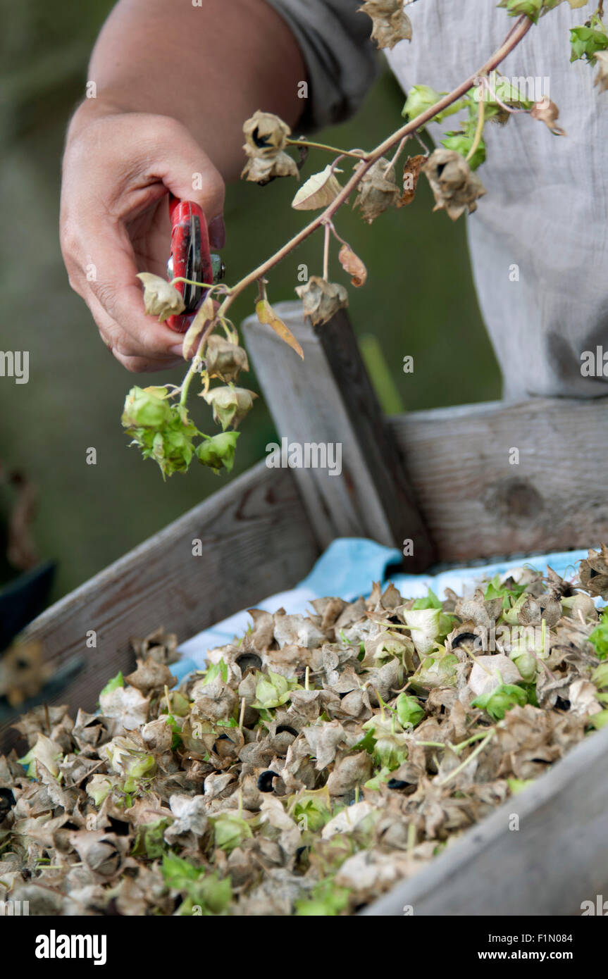 garden scissors cutting seeds to sow in garden Stock Photo - Alamy