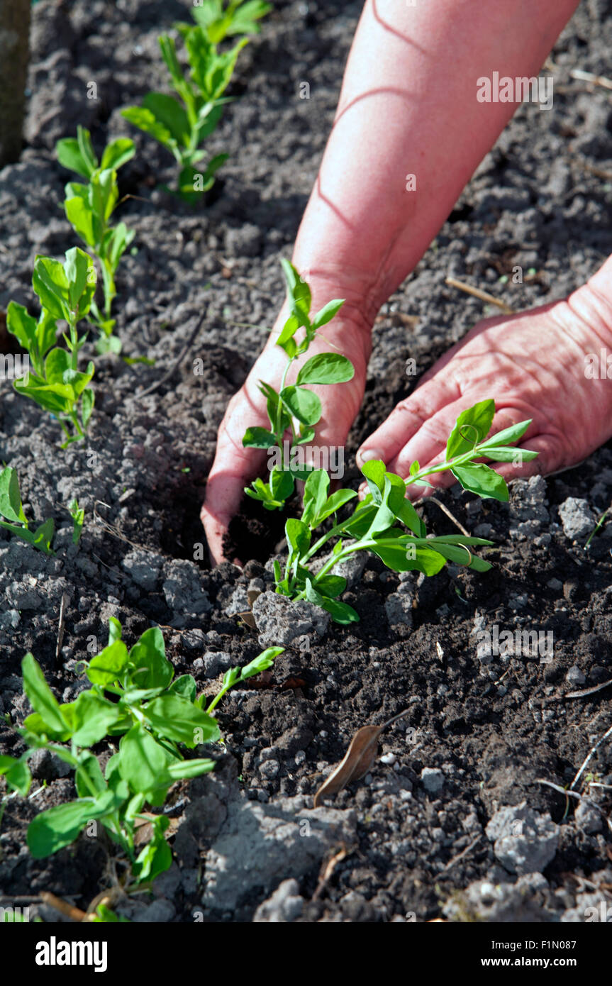 planting seedling in garden Stock Photo - Alamy
