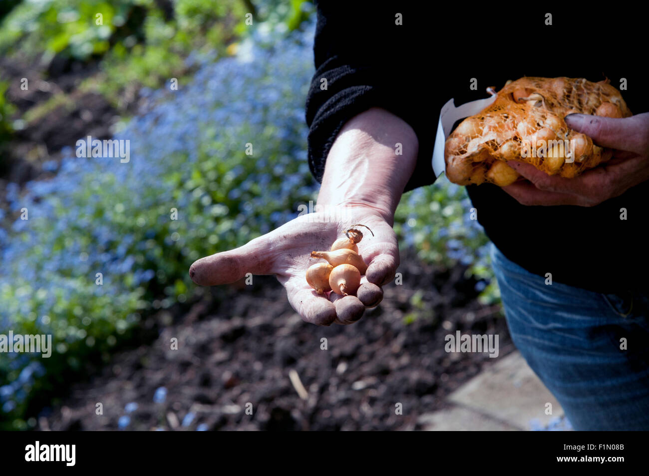 Hands holding tree seeds hi-res stock photography and images - Alamy