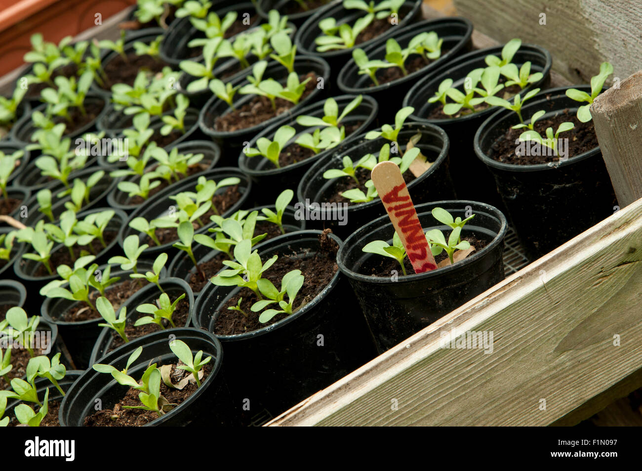 seedlings in container Stock Photo - Alamy