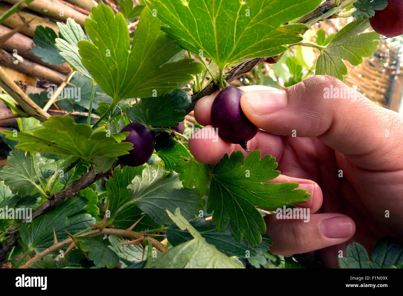 picking gooseberry from branch Stock Photo - Alamy