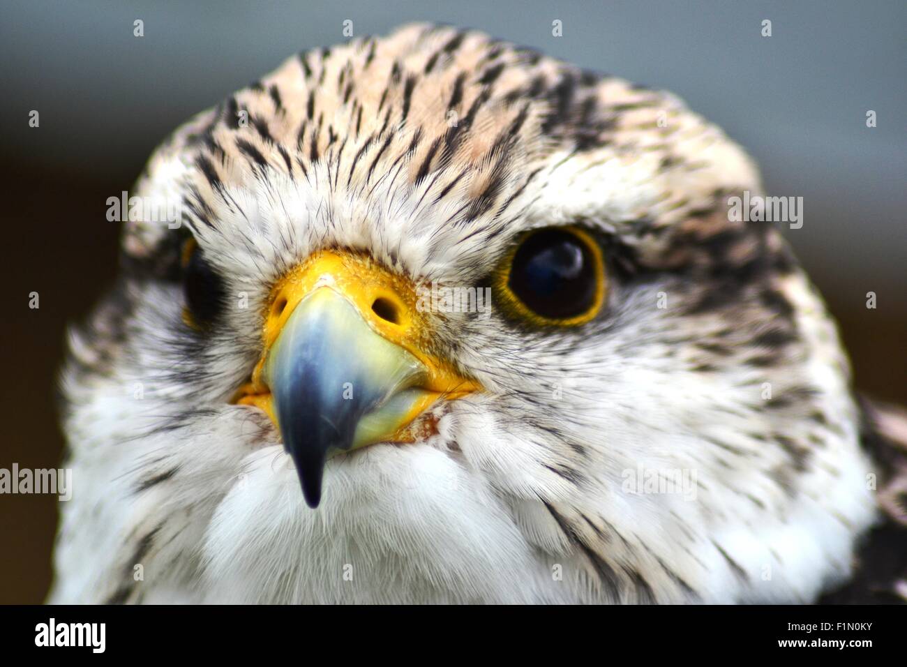 Saker falcon head shot Stock Photo - Alamy