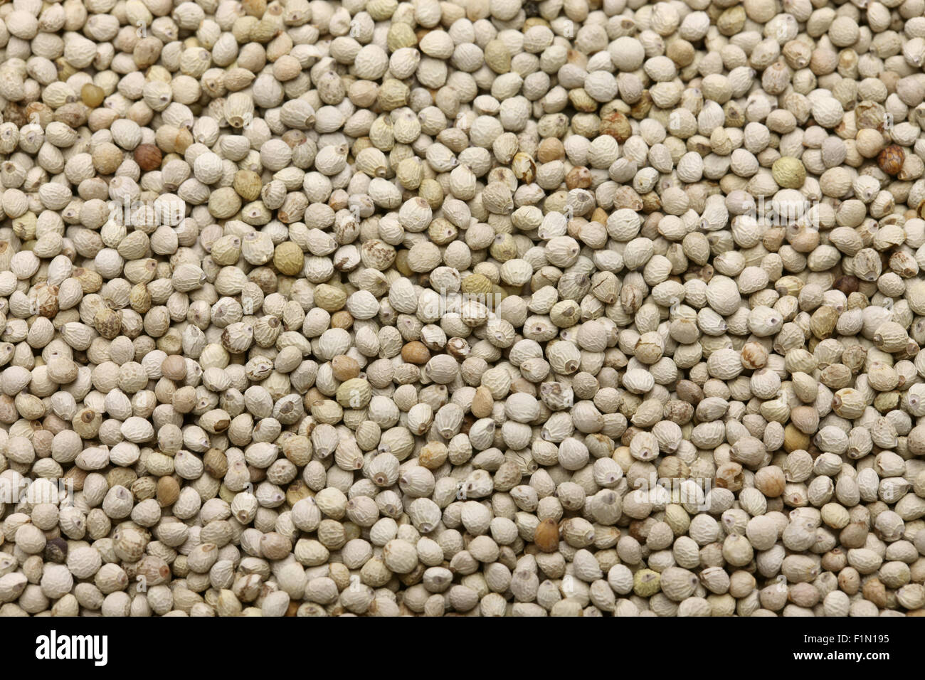 perilla seed,wild sesame seed Stock Photo - Alamy