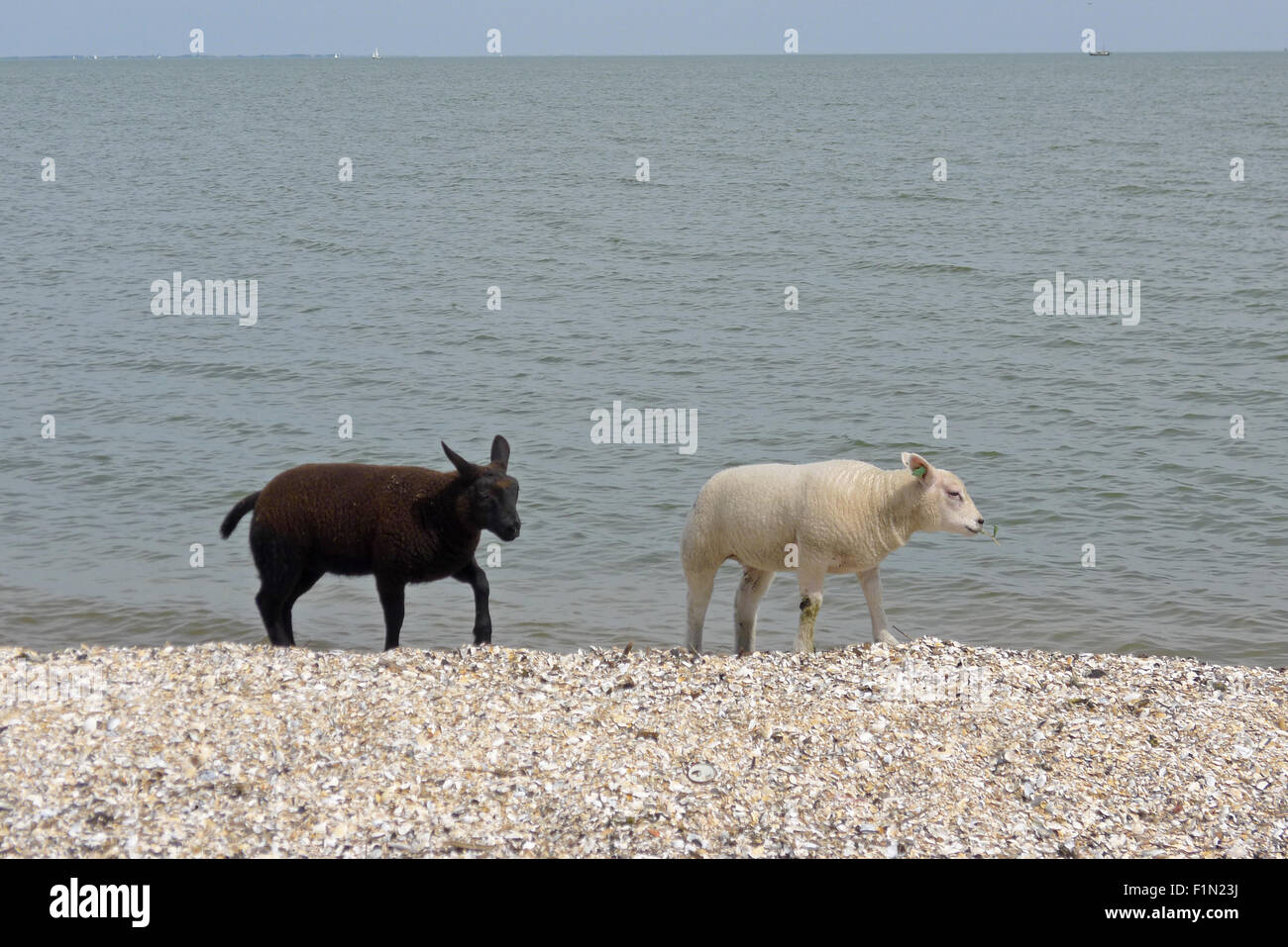 Herd sheep walking along grass hi-res stock photography and images - Alamy