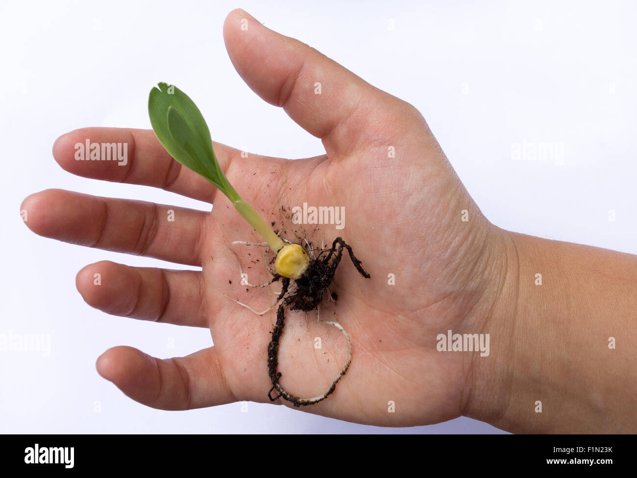 White maize seed and hand hi-res stock photography and images - Alamy