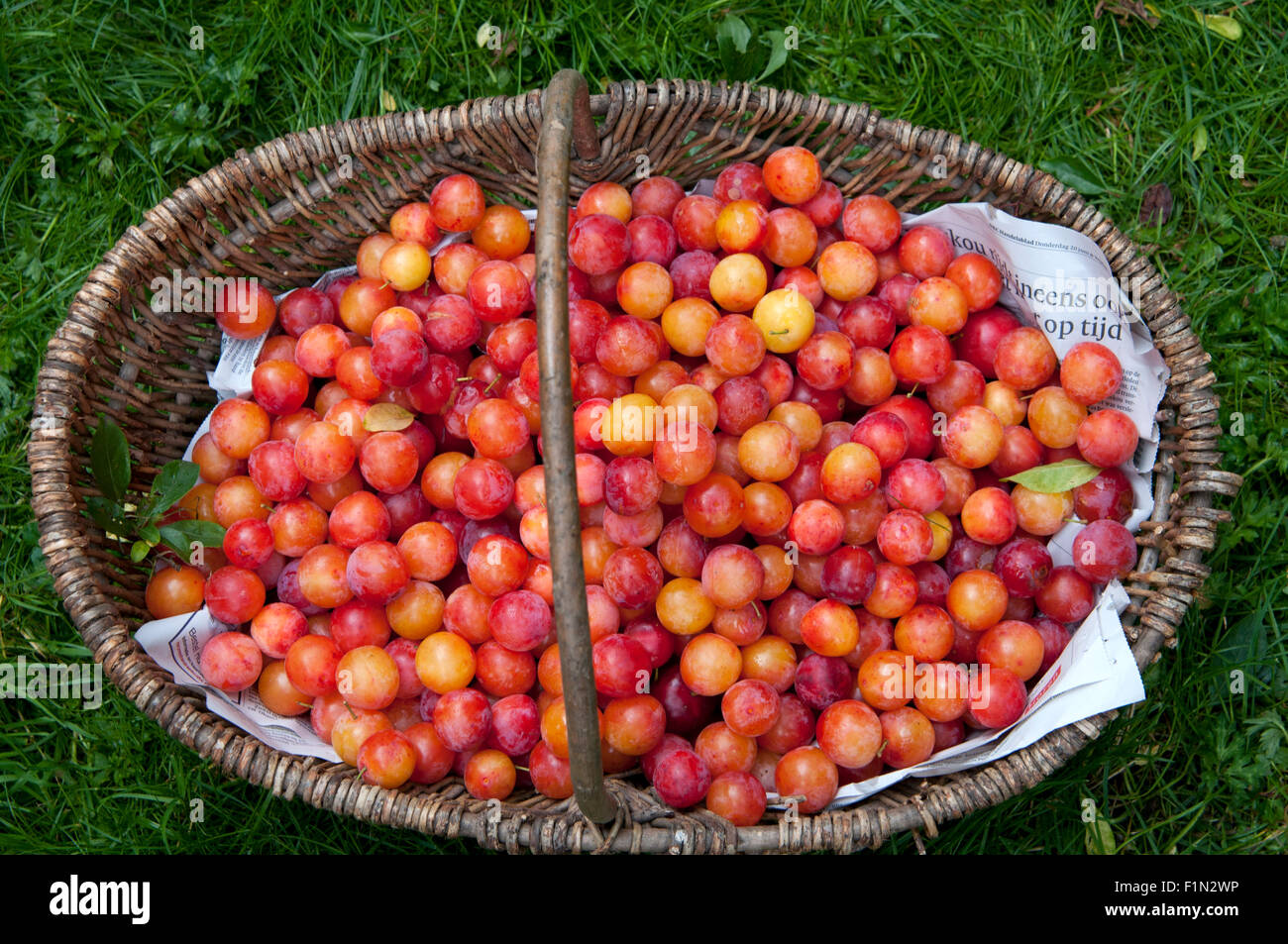 Prunes tree by hand hi-res stock photography and images - Alamy