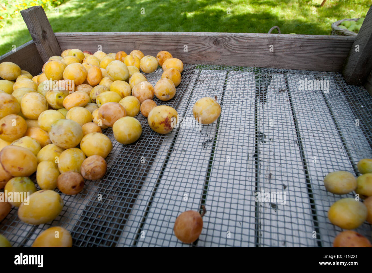 Prunes tree by hand hi-res stock photography and images - Alamy