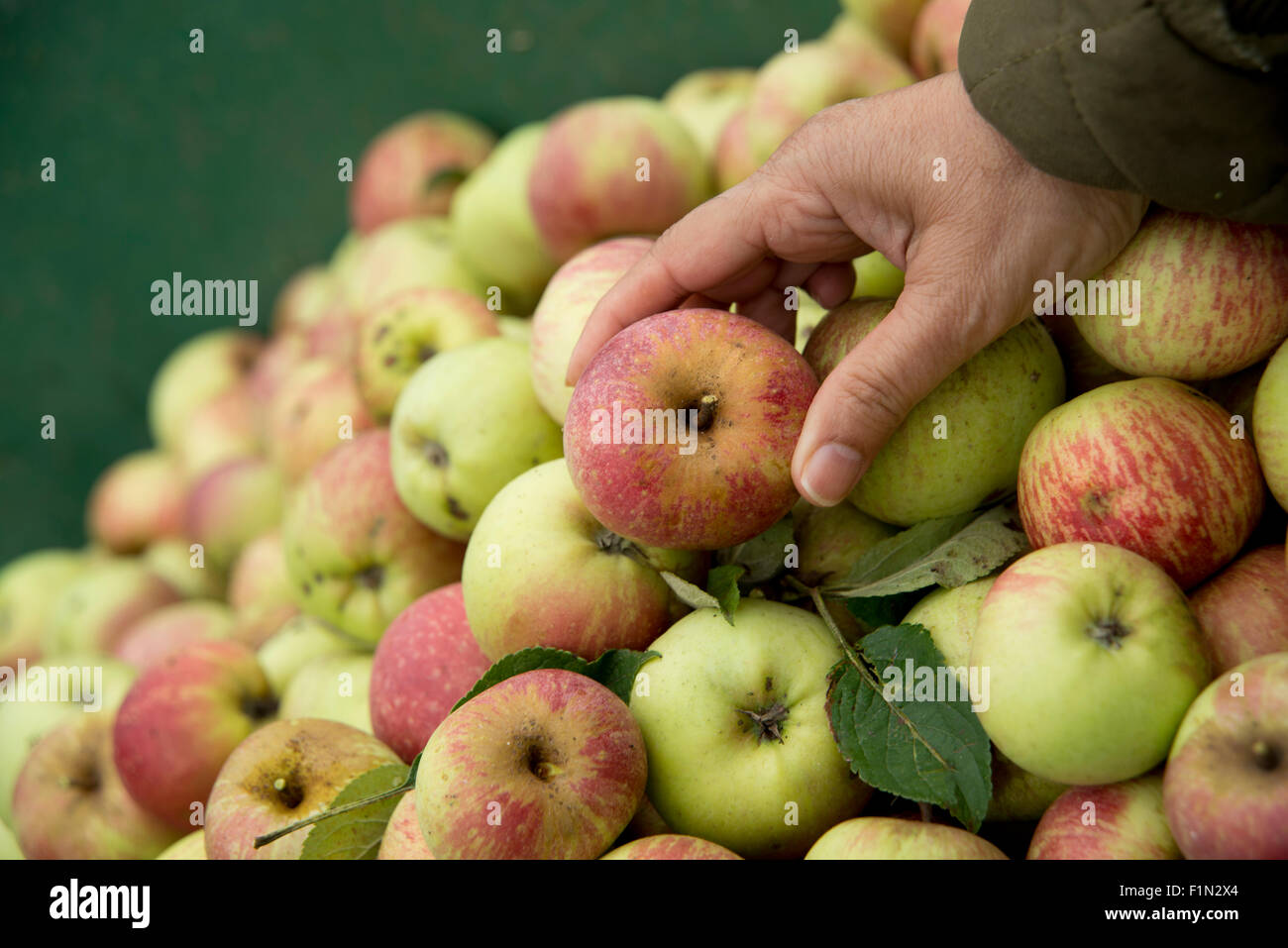 hand picking an apple Stock Photo - Alamy