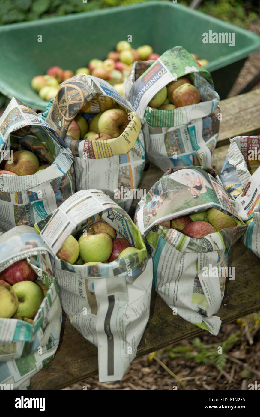 Harvesting apples newspaper hi-res stock photography and images - Alamy