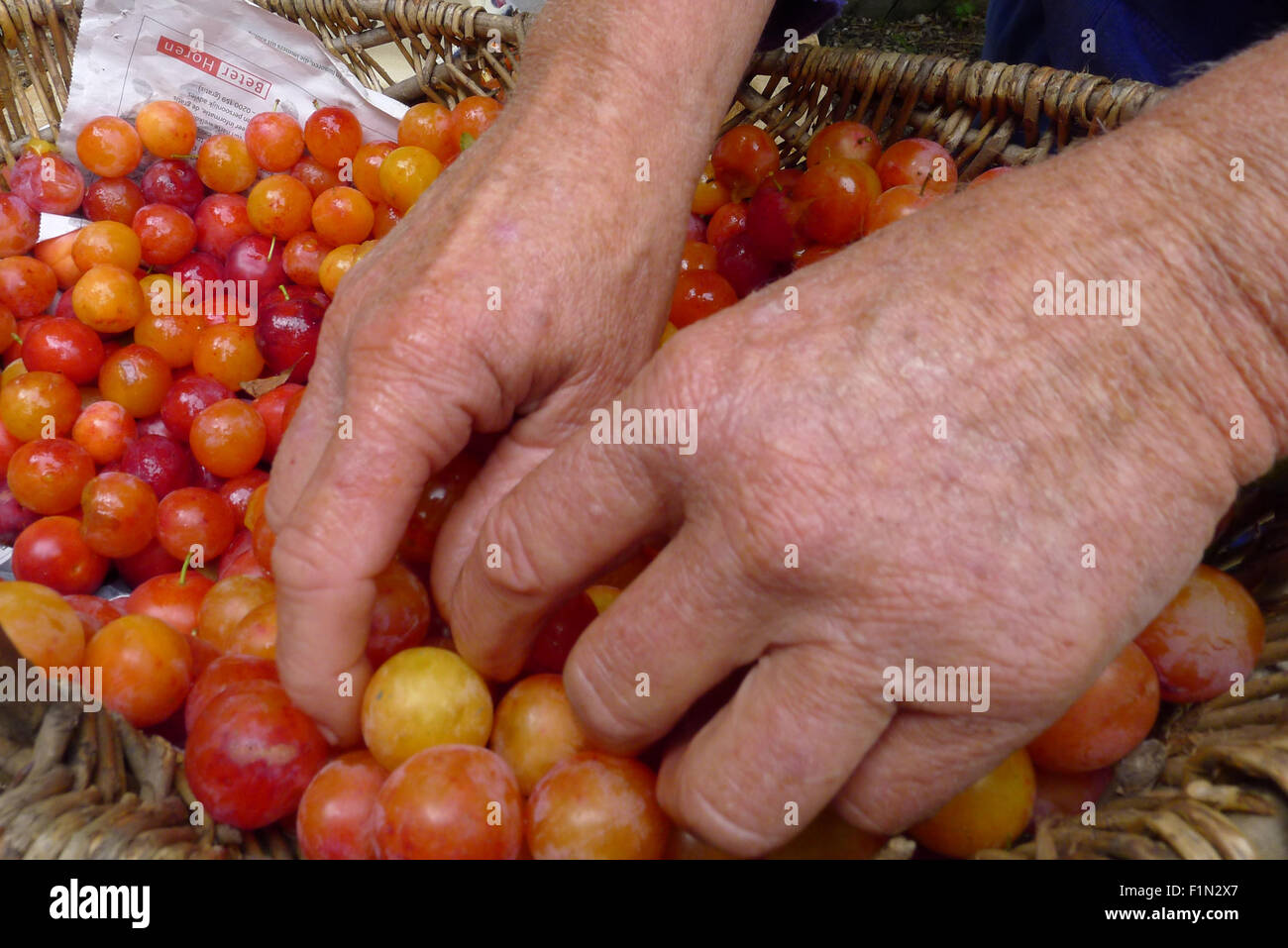 prunes in basket Stock Photo - Alamy