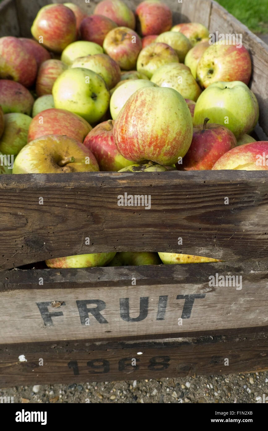Case of apples hi-res stock photography and images - Alamy