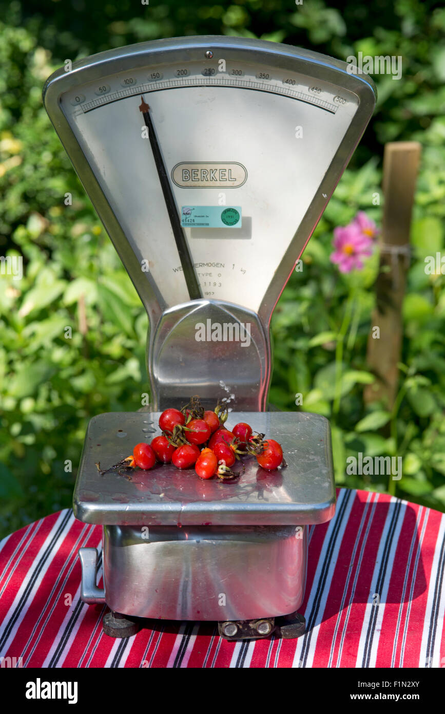 rose hip on scale in garden Stock Photo - Alamy
