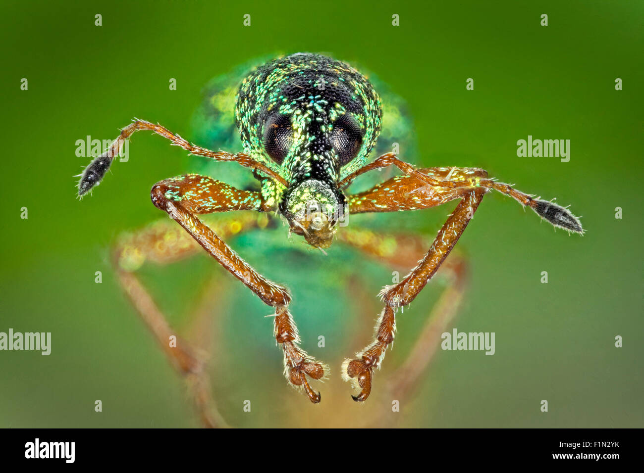 Green Nettle Weevil, Phyllobius pomaceus Gyllenhal, high macro view of ...