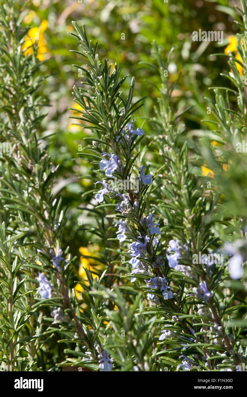 Spring flowers blue rosmarinus officinalis herb garden hi-res stock ...