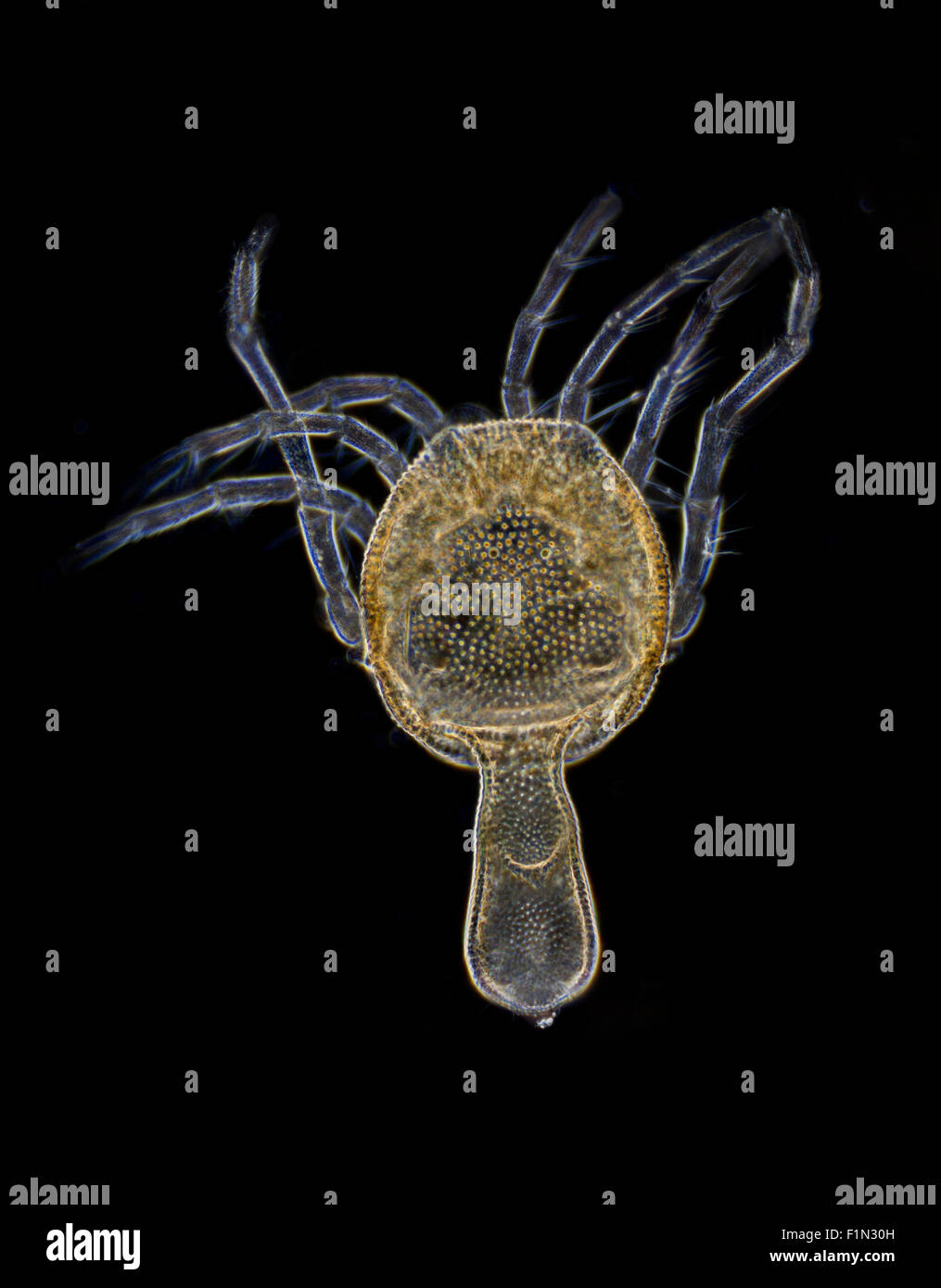 Water Mite Diagram