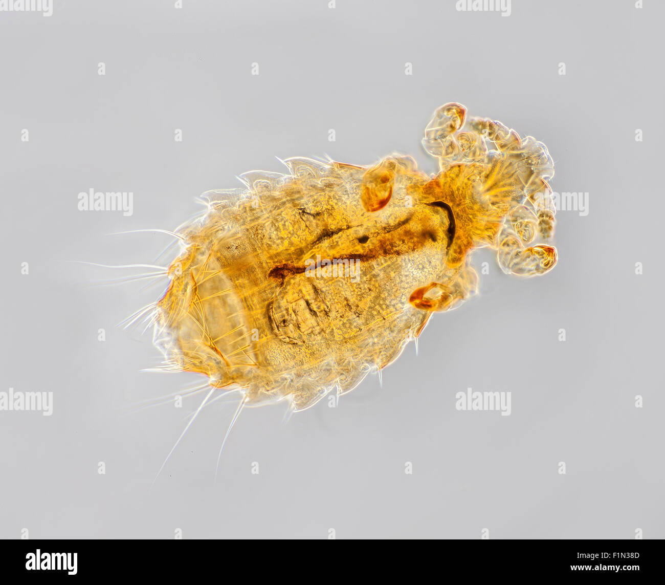 Louse Polyplax serrata female, phase contrast photomicrograph Stock ...