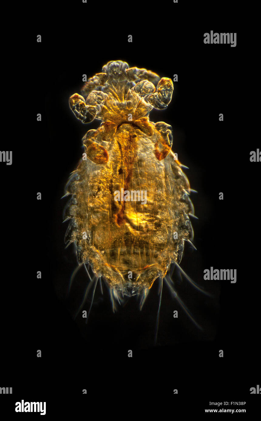 Polyplax hi-res stock photography and images - Alamy