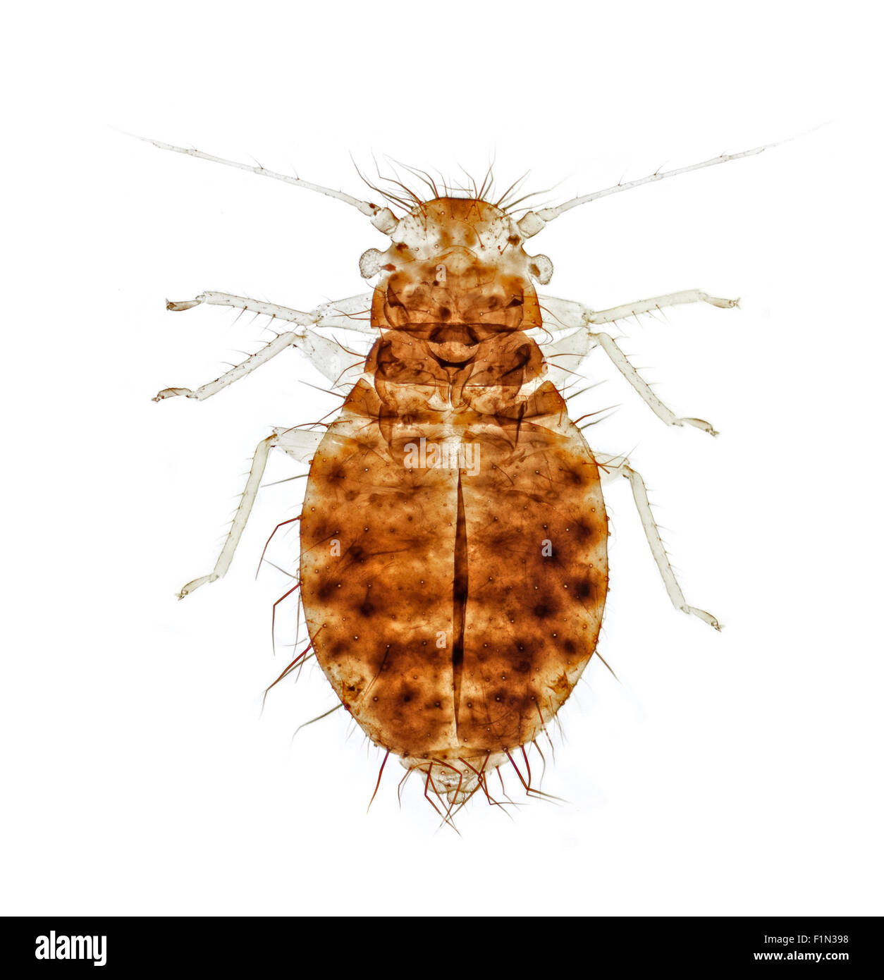 Psocids hi-res stock photography and images - Alamy