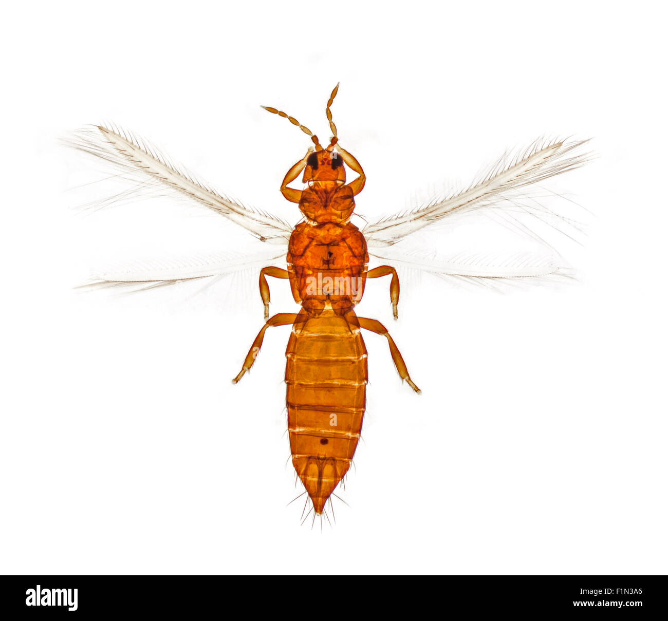 Thrip hi-res stock photography and images - Alamy