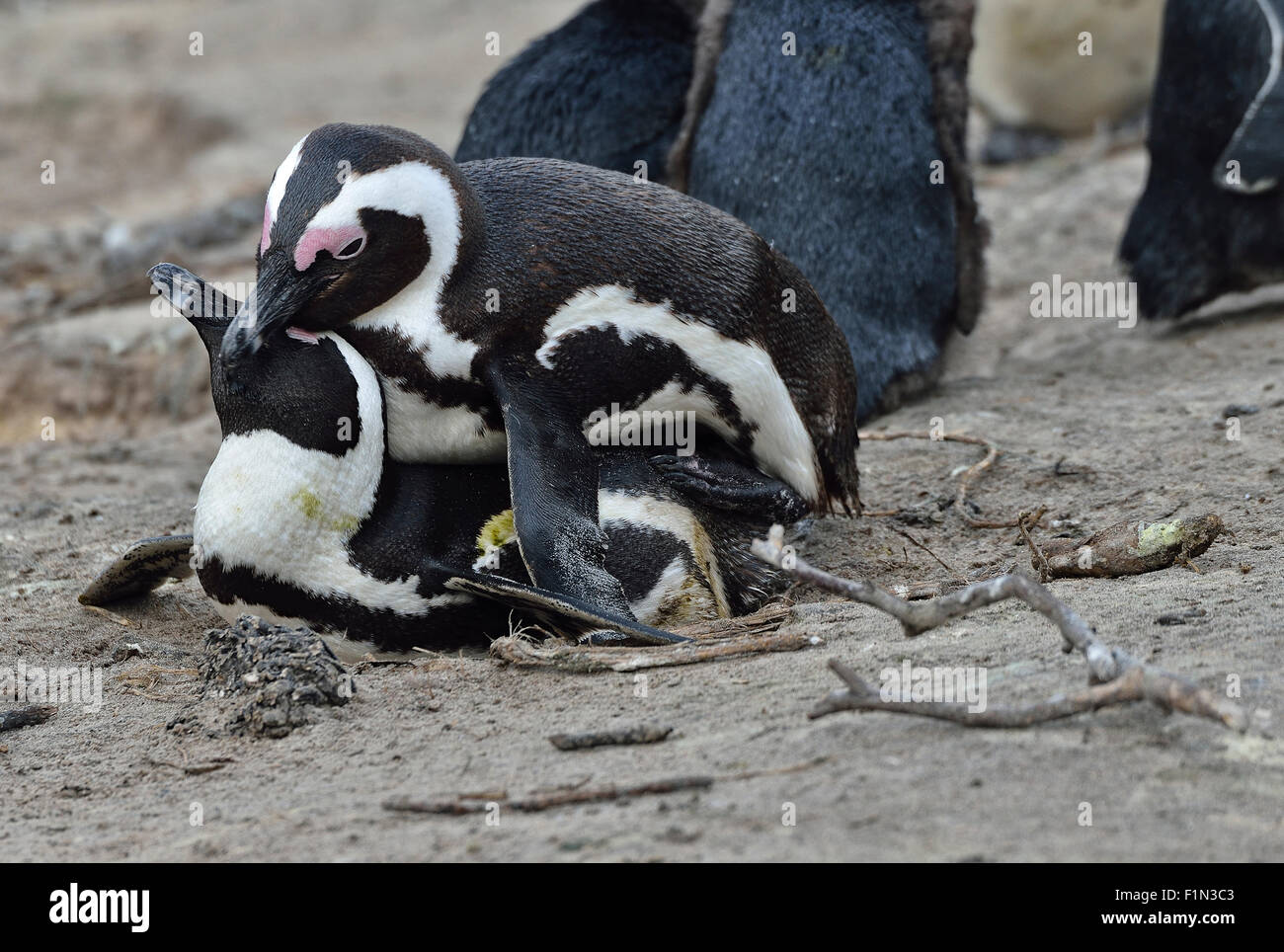 South Africa, Boulders beach, Jackass Penguins mating Stock Photo - Alamy