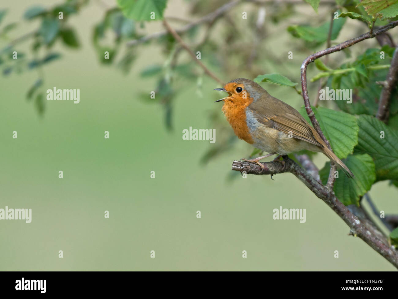 Singing garden birds hi-res stock photography and images - Alamy