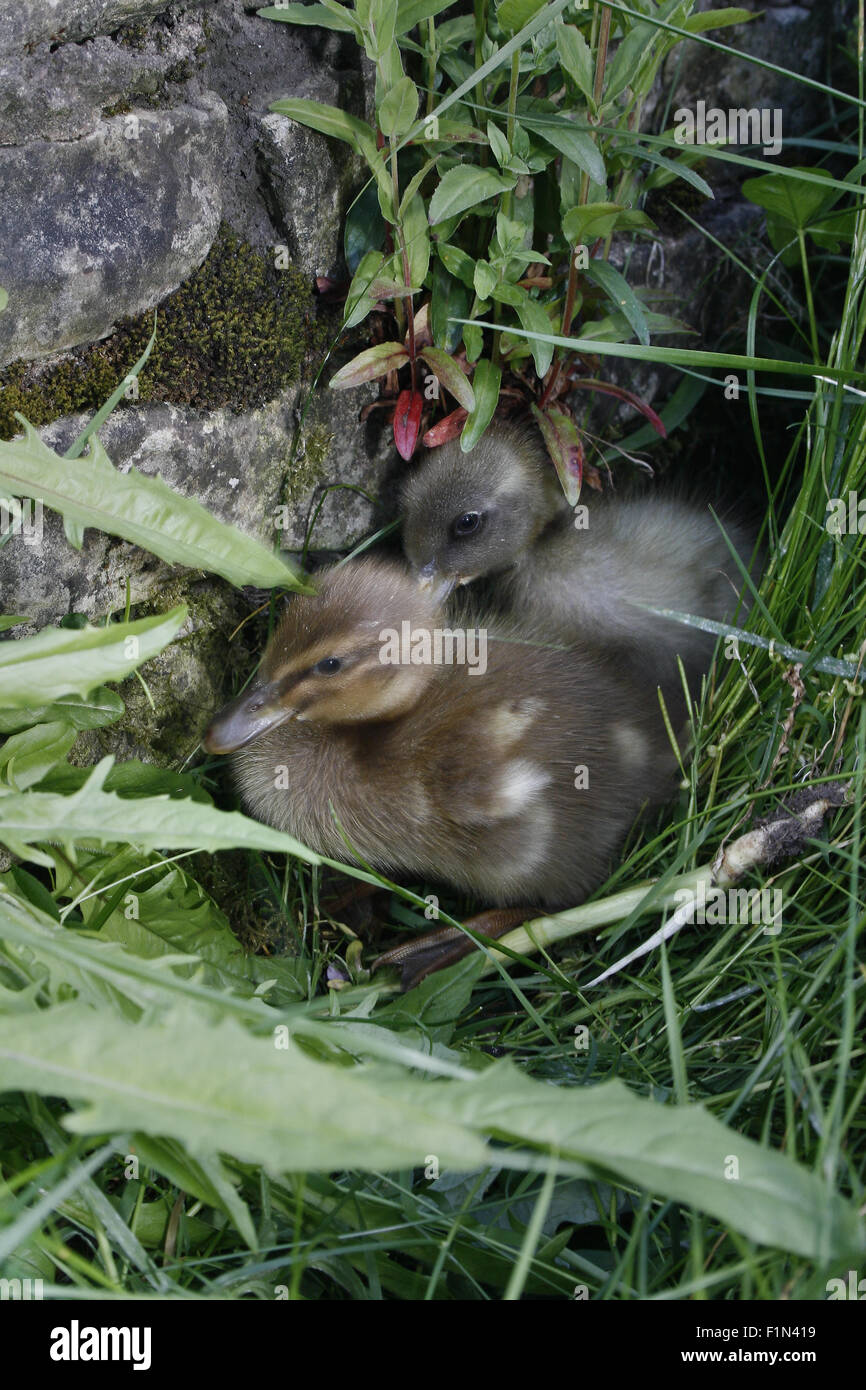 Female indian runner duck hi-res stock photography and images - Alamy