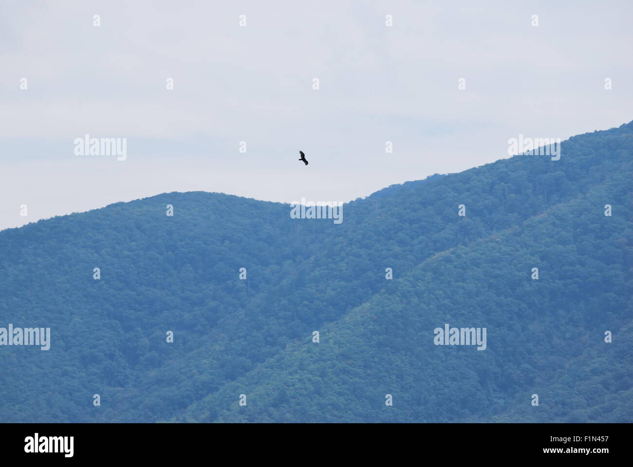 A mountain landscape with a hawk flying in the foreground Stock Photo ...