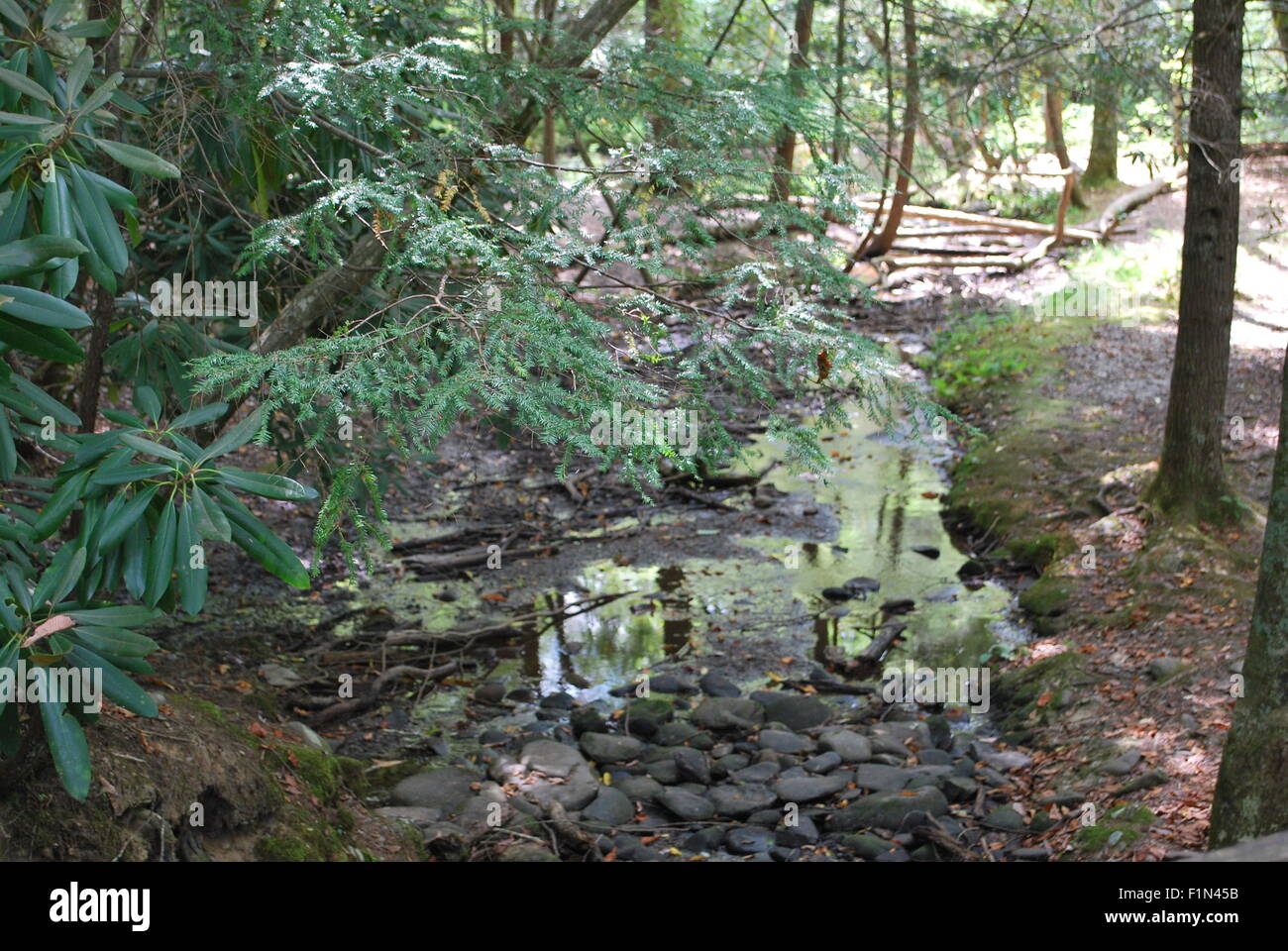 A mountain stream, with rocky path and pine trees Stock Photo - Alamy